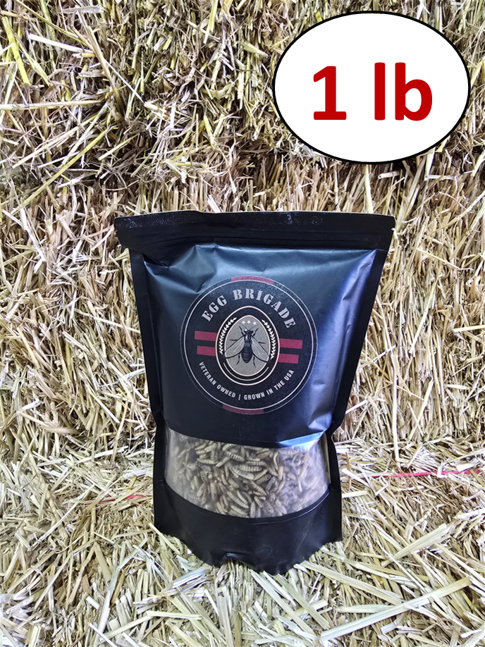 Black Soldier Fly Larvae - 1 lb – Egg Brigade